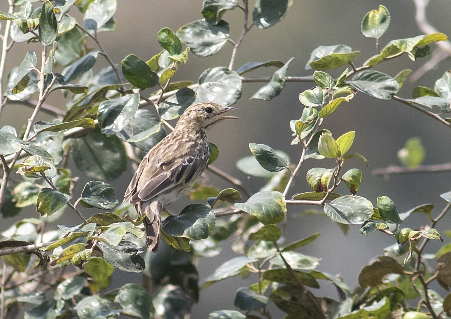Gallery - Birding in Bangladesh