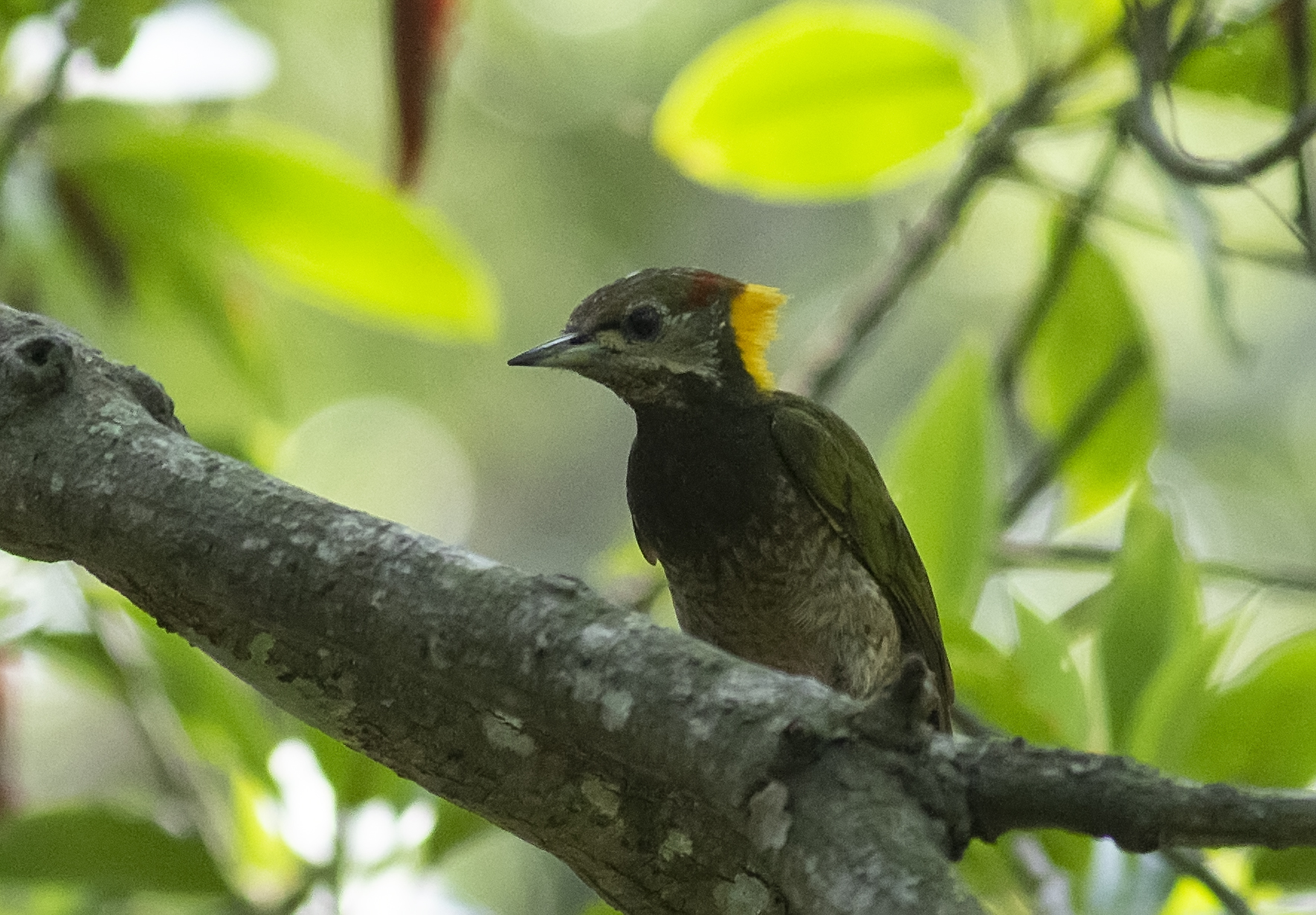 Gallery – Birding in Bangladesh