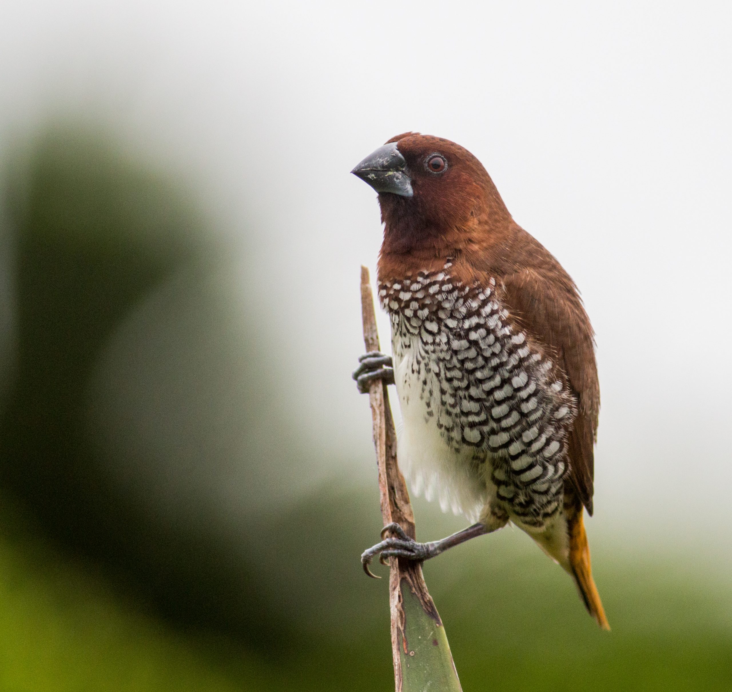 Gallery – BirdingBD