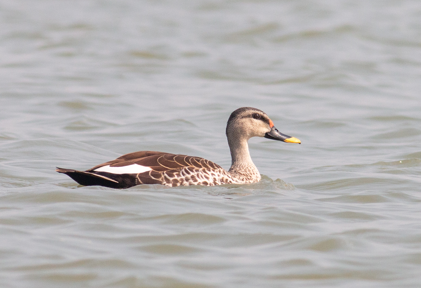 Gallery - Birding in Bangladesh