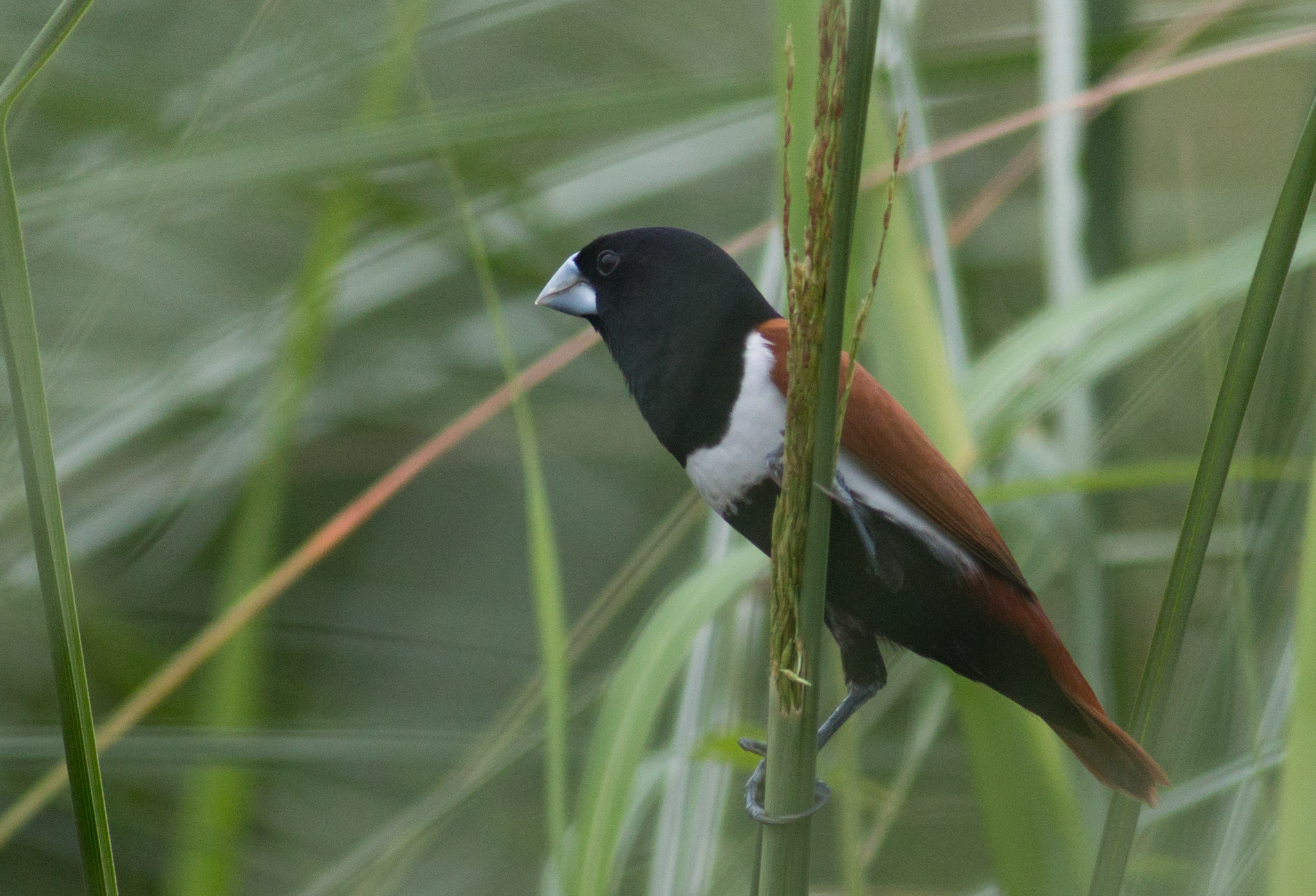 Gallery - Birding in Bangladesh