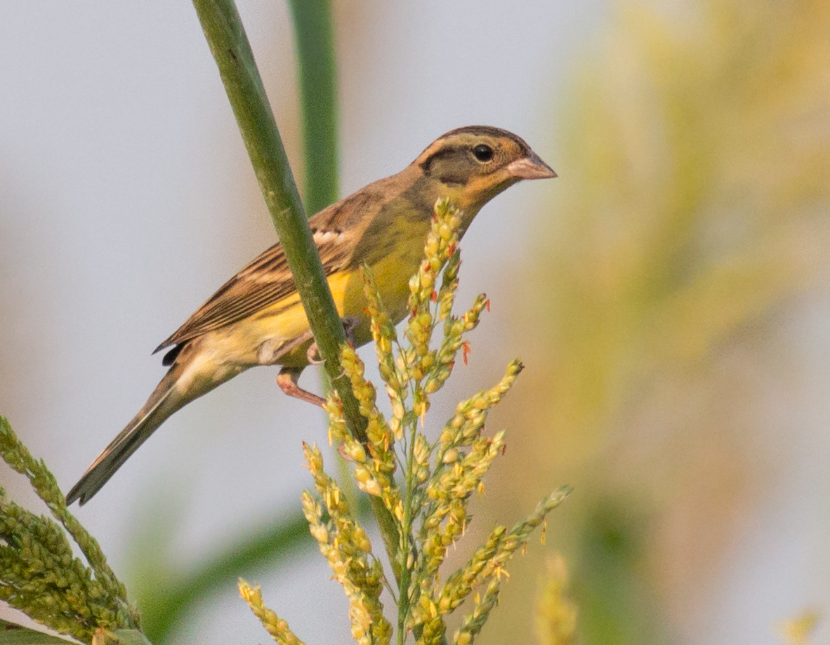 Gallery - Birding in Bangladesh