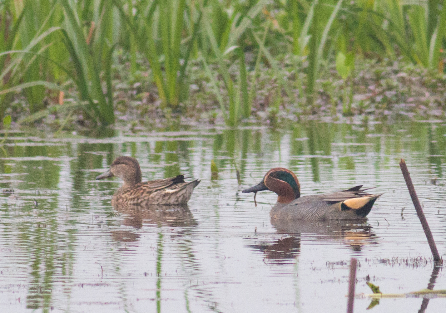 Gallery - Birding in Bangladesh