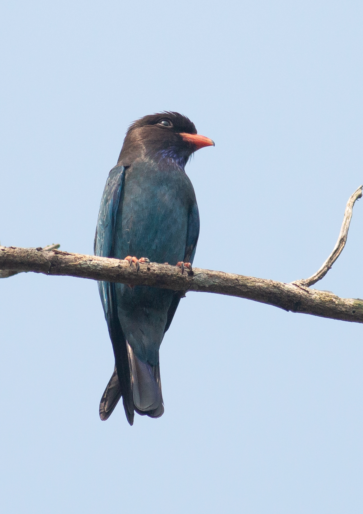Gallery - Birding in Bangladesh