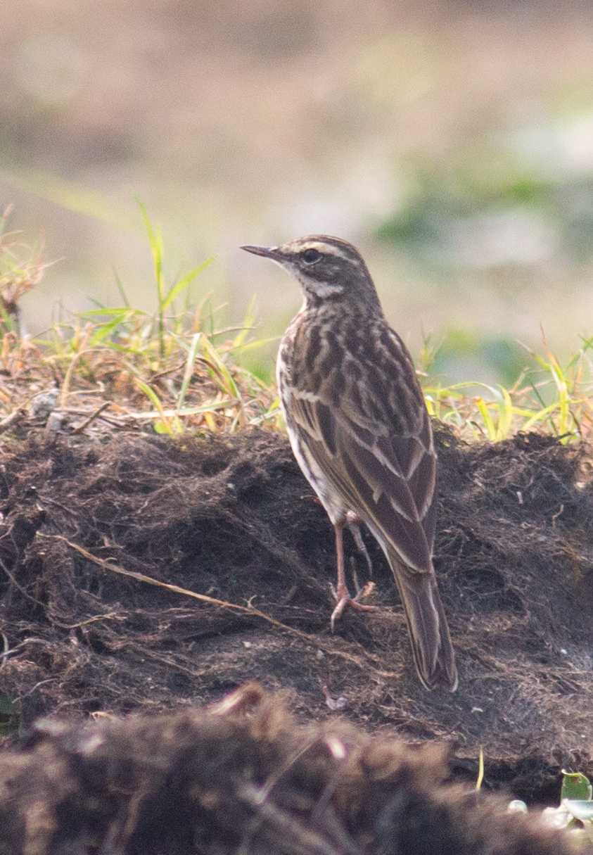 Gallery – BirdingBD