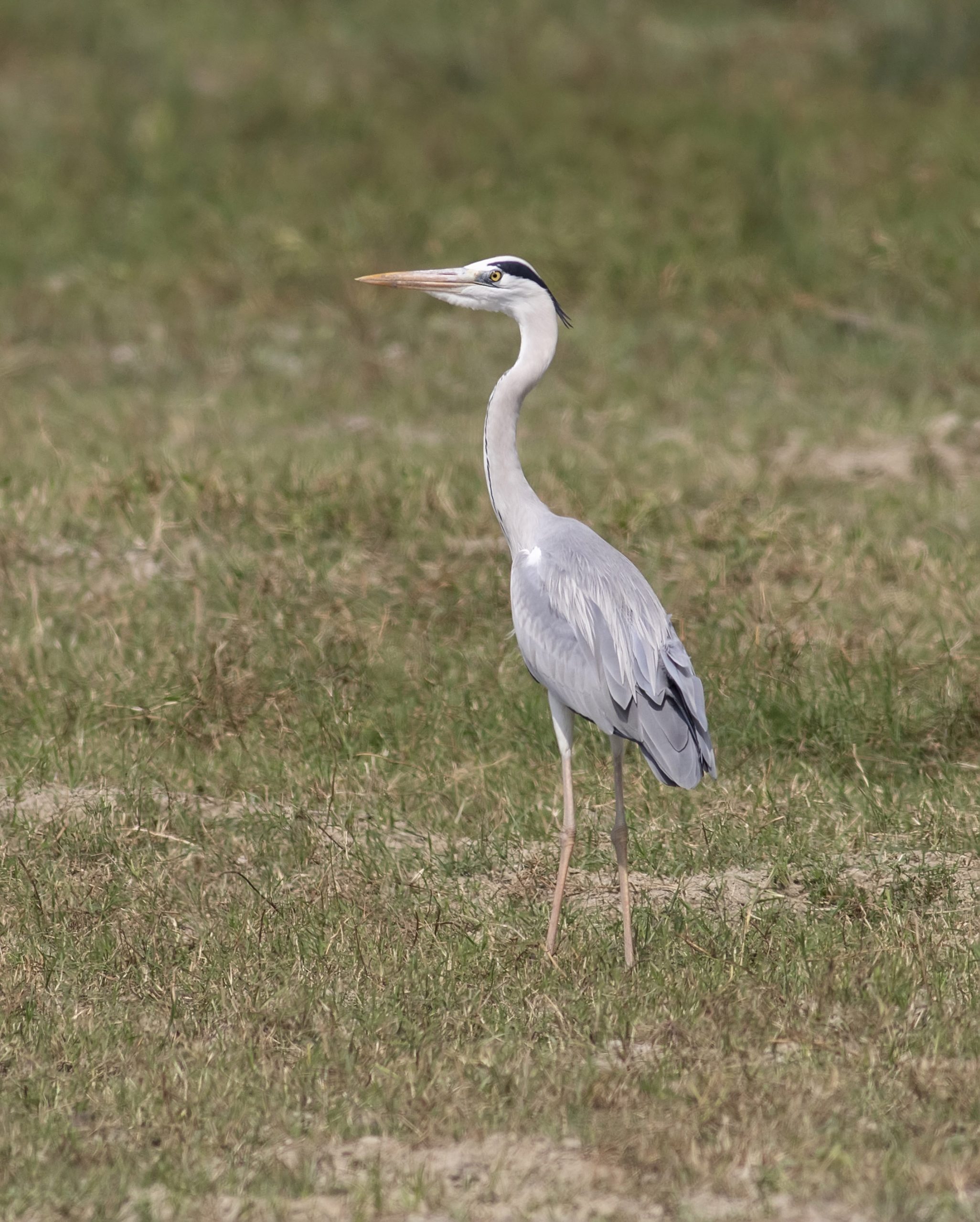 Gallery – Birding in Bangladesh