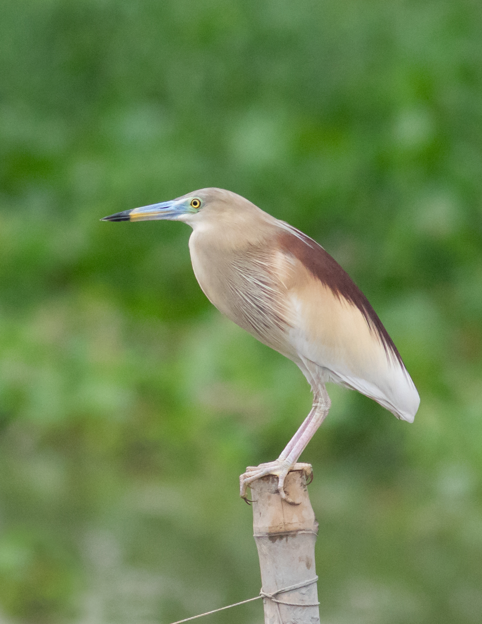 Gallery - Birding in Bangladesh
