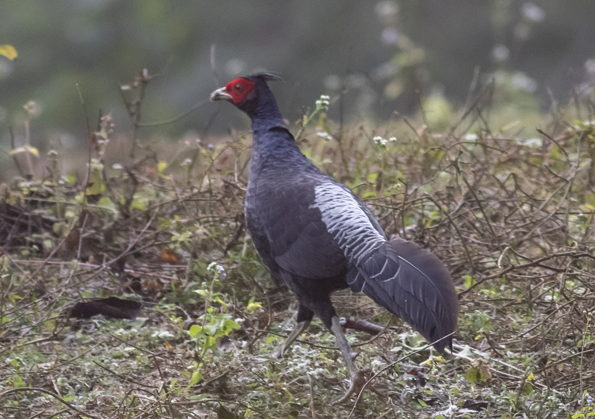 Gallery – Birding in Bangladesh