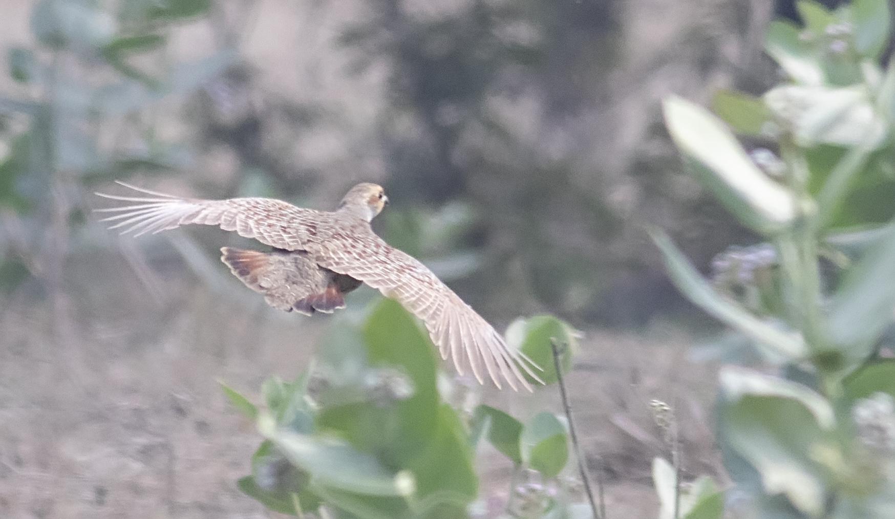 Gallery - Birding in Bangladesh