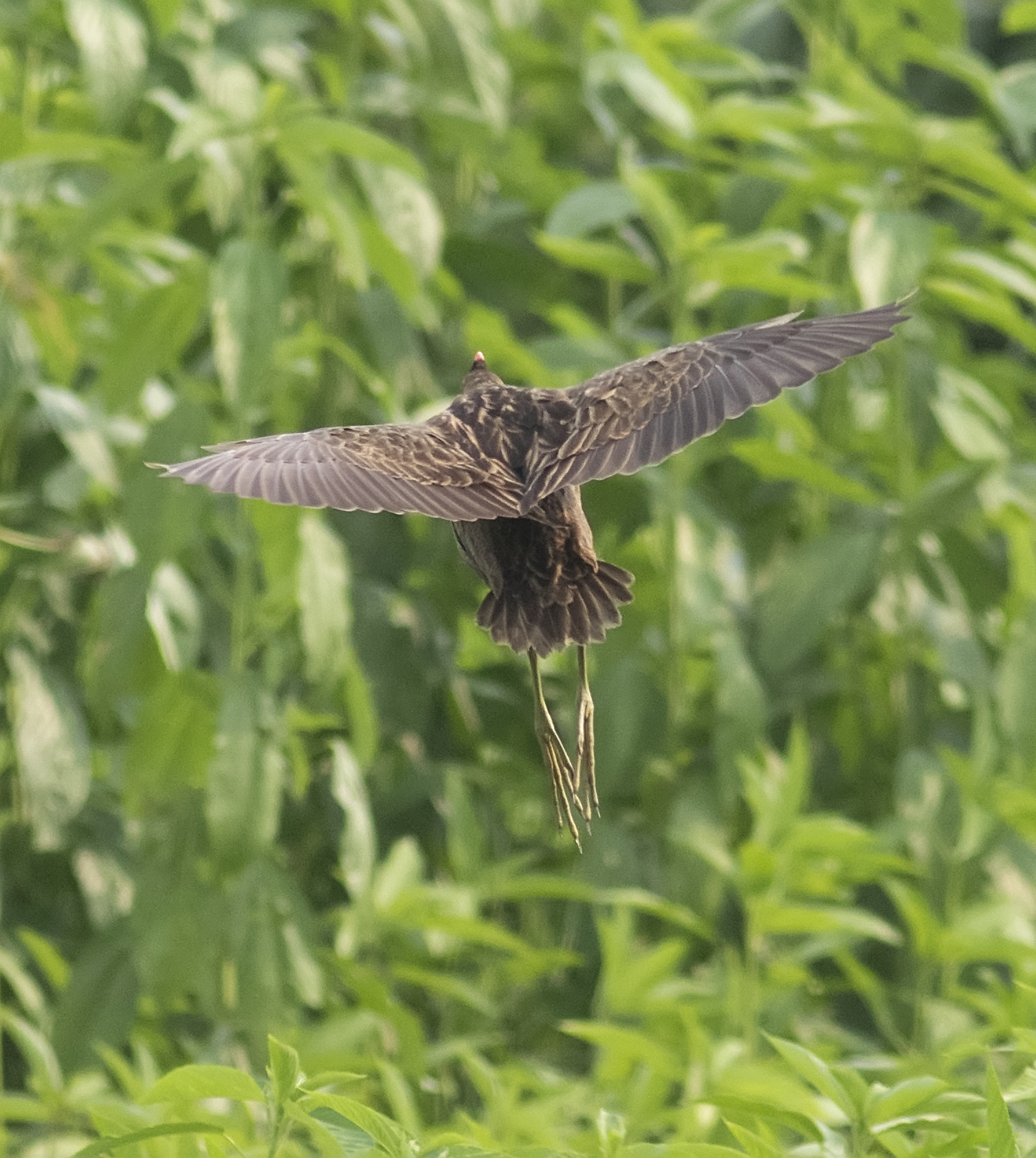 Gallery - Birding in Bangladesh