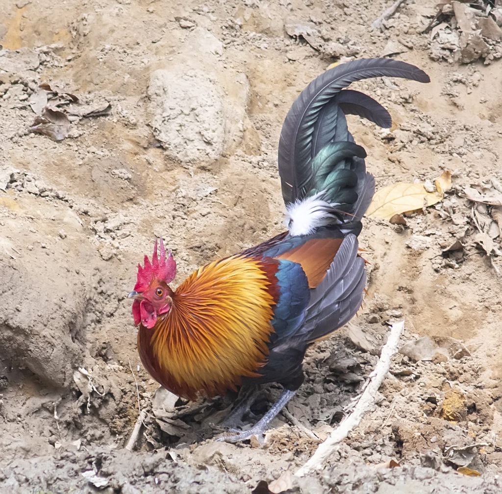 Bird Songs – BirdingBD