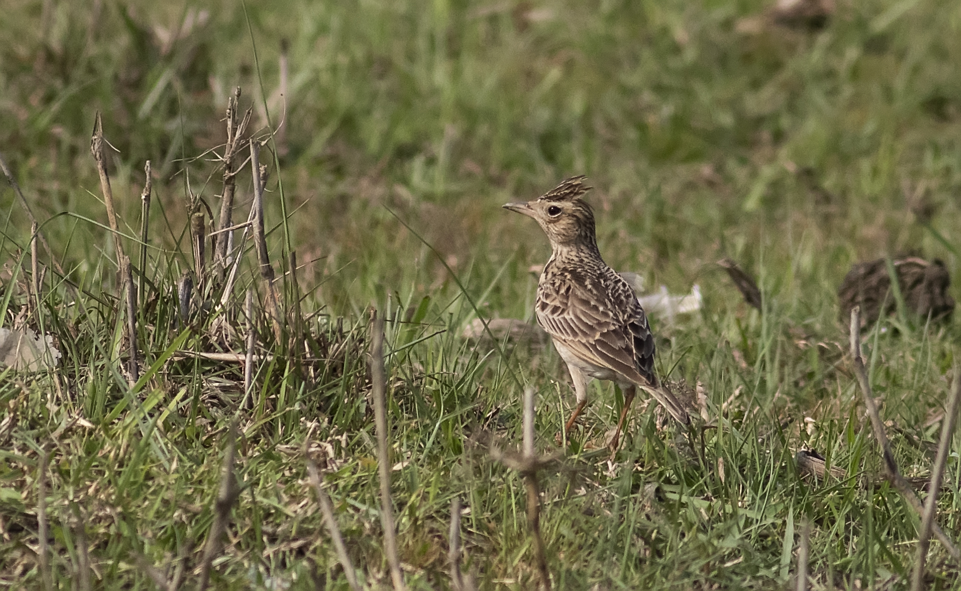 Gallery - Birding in Bangladesh