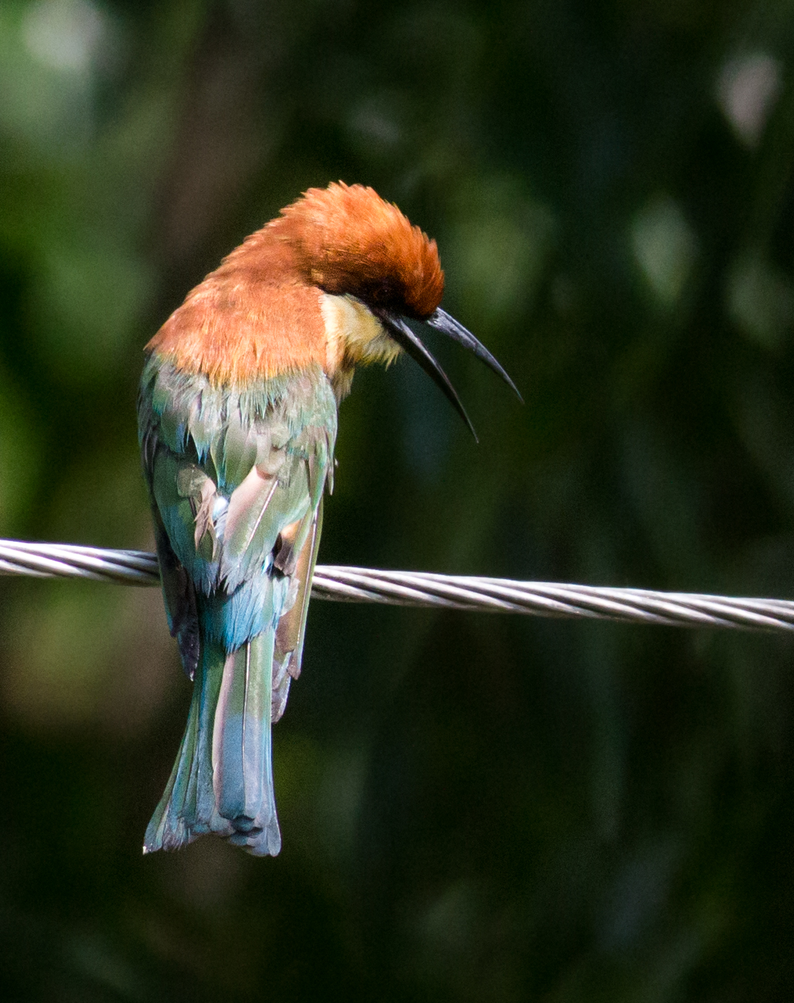 Gallery – Birding in Bangladesh