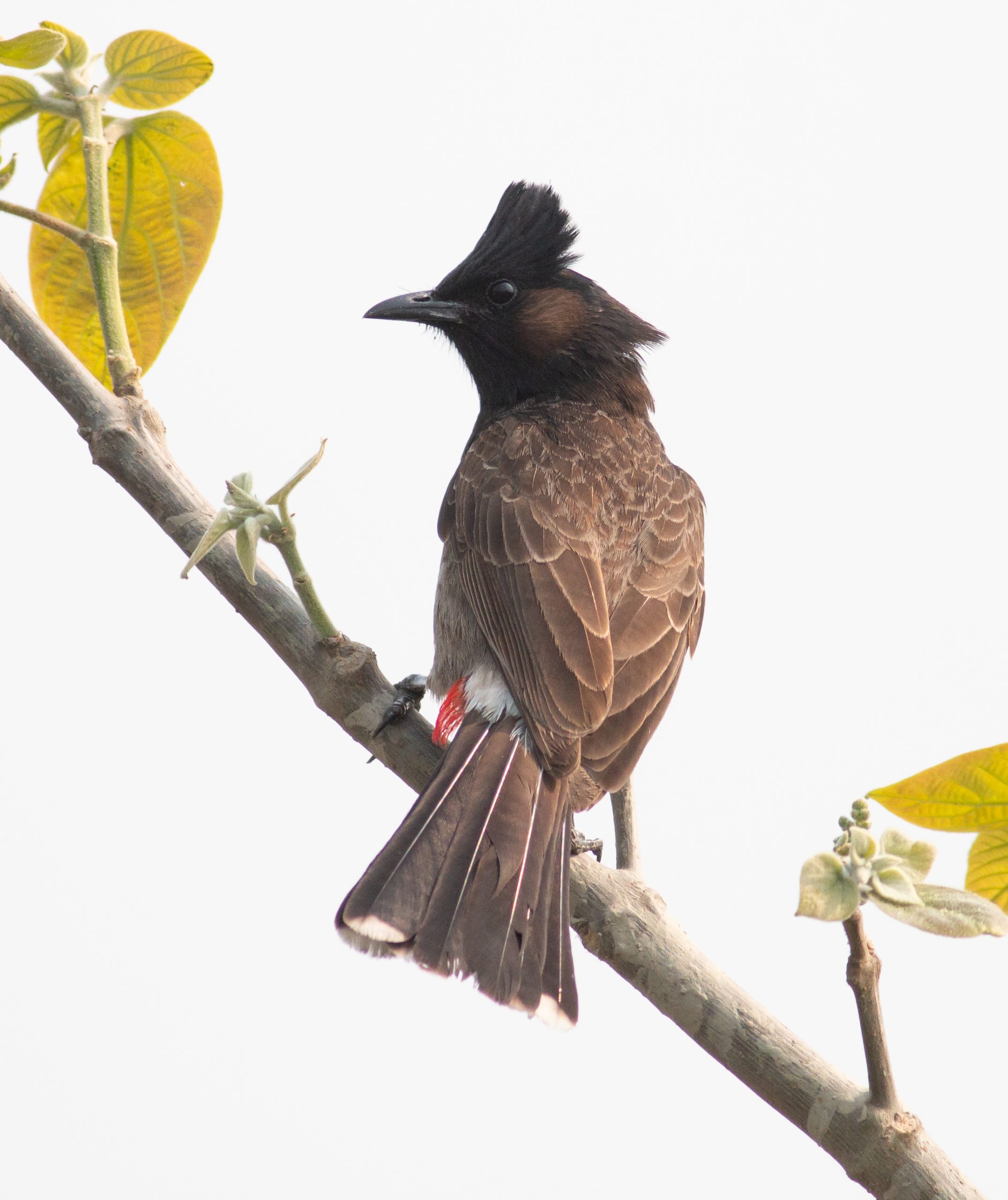 Gallery - Birding in Bangladesh