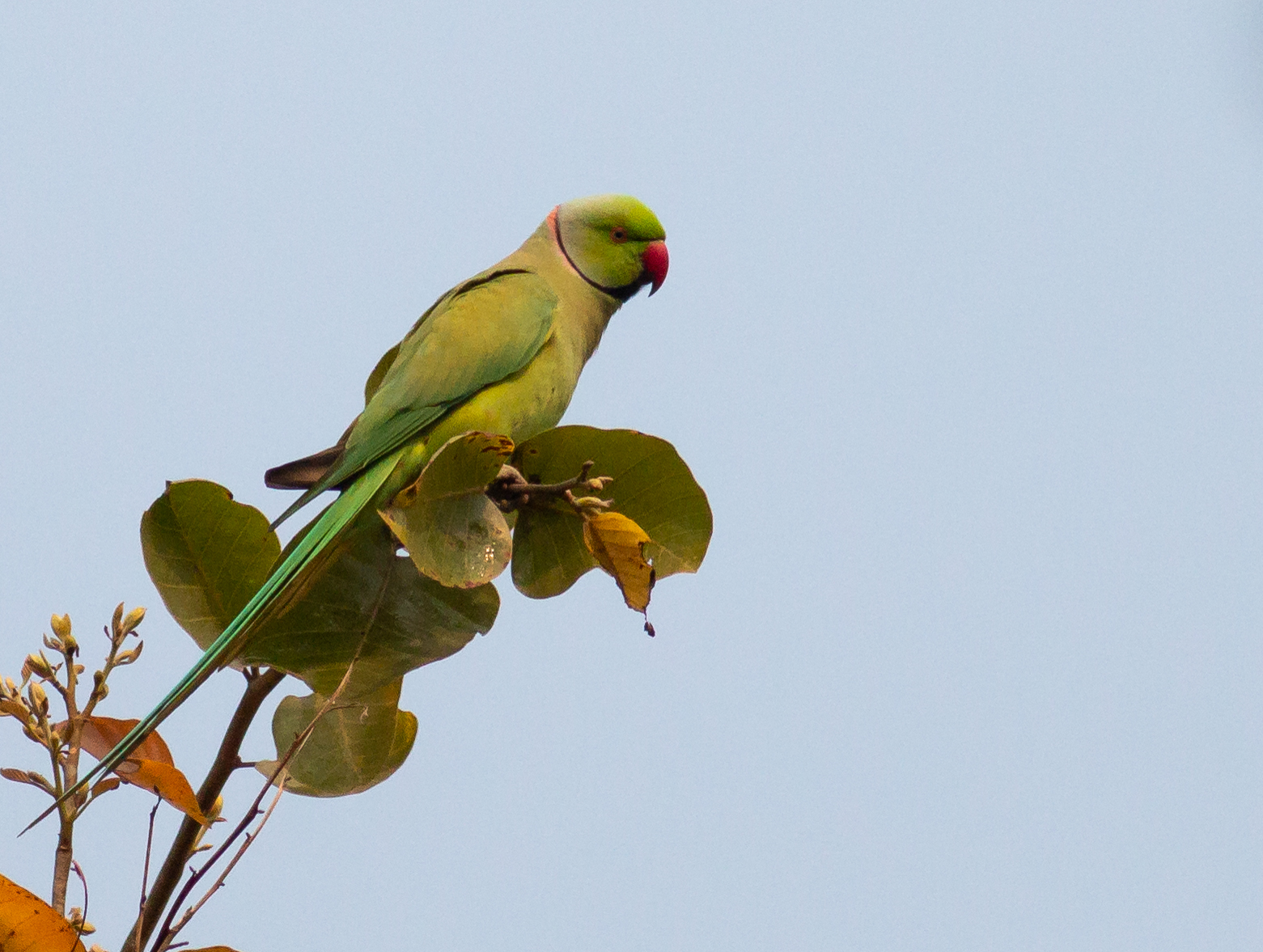 Gallery – Birding in Bangladesh
