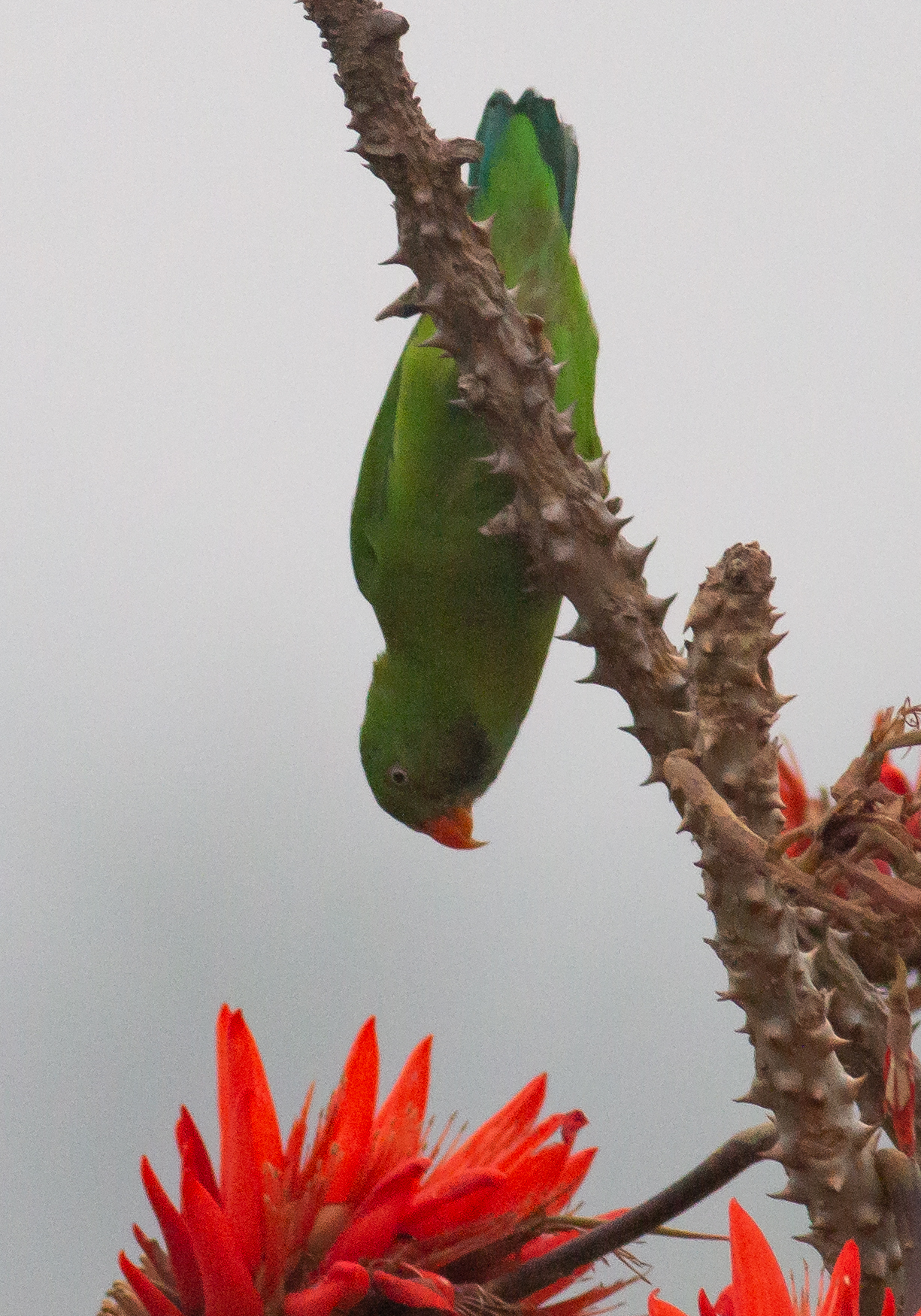 Gallery – Birding in Bangladesh