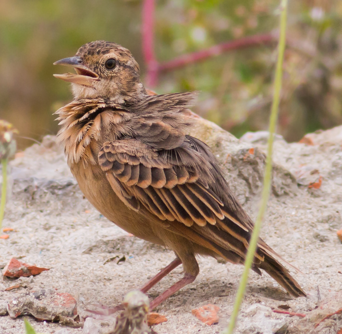 Gallery - Birding in Bangladesh