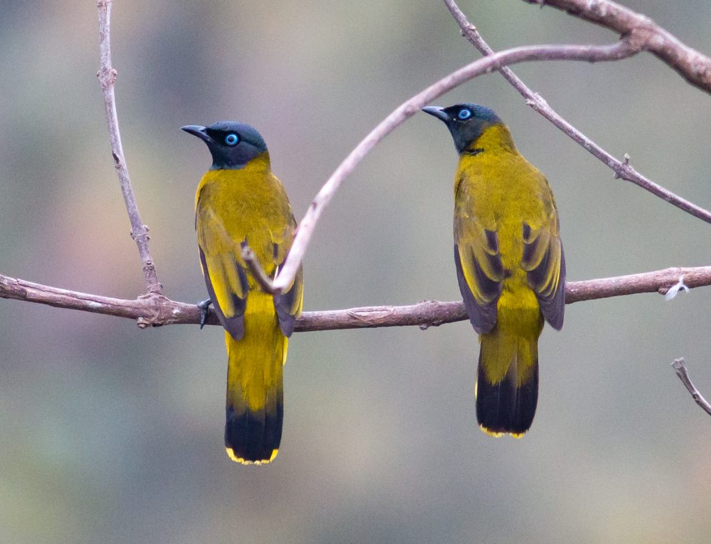 Bird Songs – BirdingBD