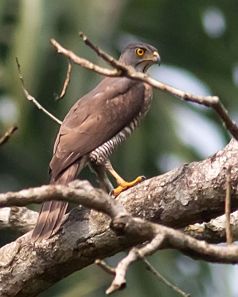 Gallery - Birding in Bangladesh