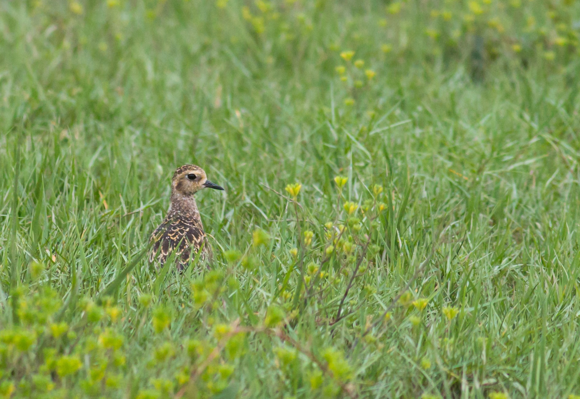 Char Kukri Mukri and Mudflats - Bhola - Birding in Bangladesh