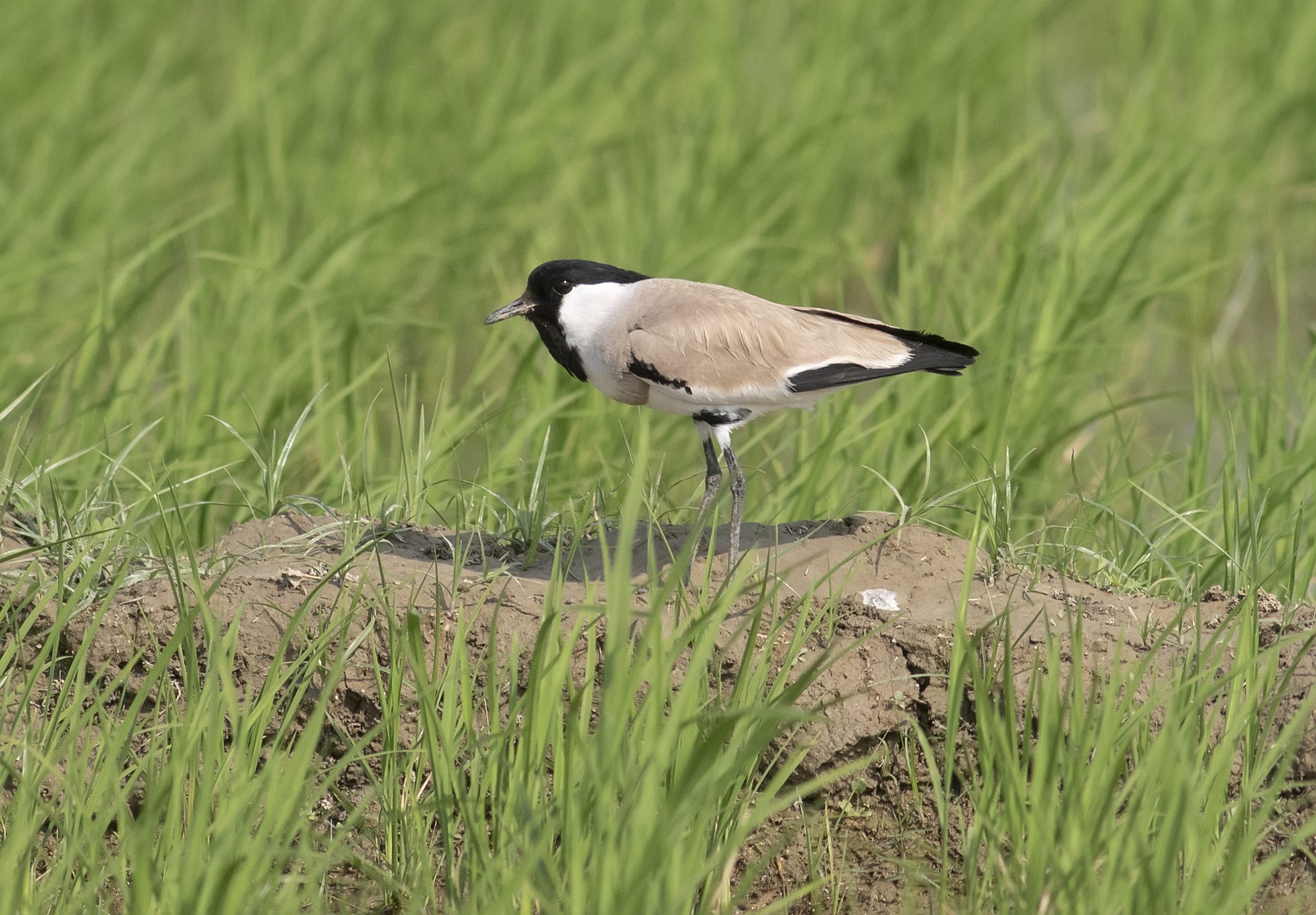 Gallery - Birding in Bangladesh