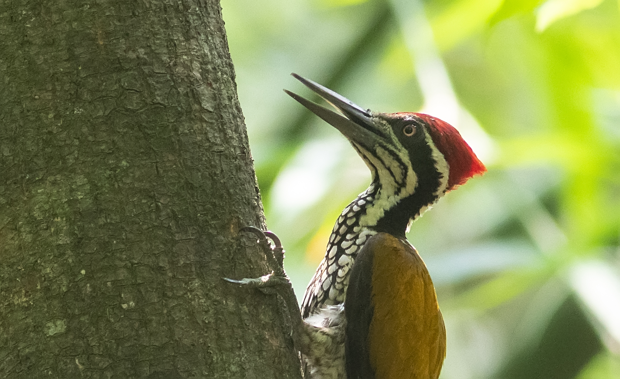 Bird Songs - Birding in Bangladesh