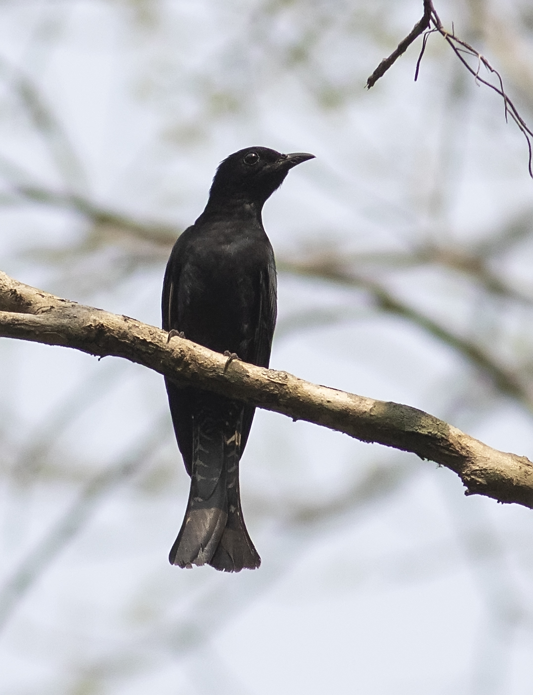 Gallery - Birding in Bangladesh