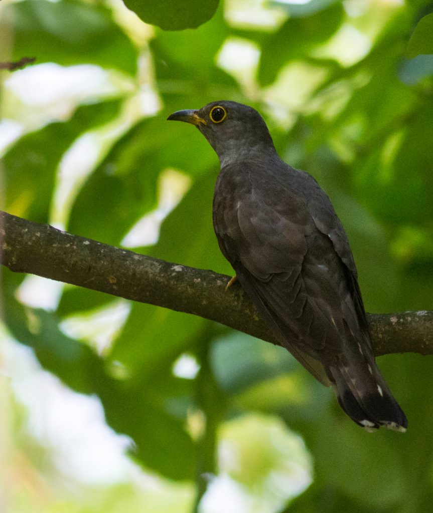 Bird Songs – BirdingBD